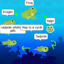 Sprite Lab - Code.org